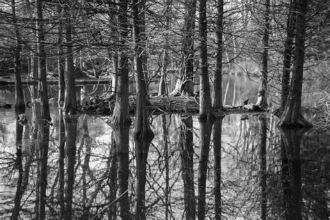 Kostenlose Foto Baum Natur Wald Sumpf Schnee Winter Schwarz Und