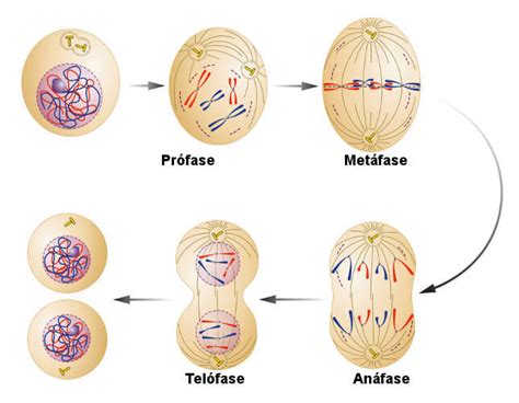 Mitose e meiose tabela comparativa e exercícios Escola Kids