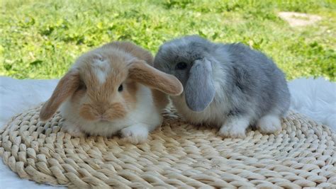 Conejo Belier Enano CuniPets