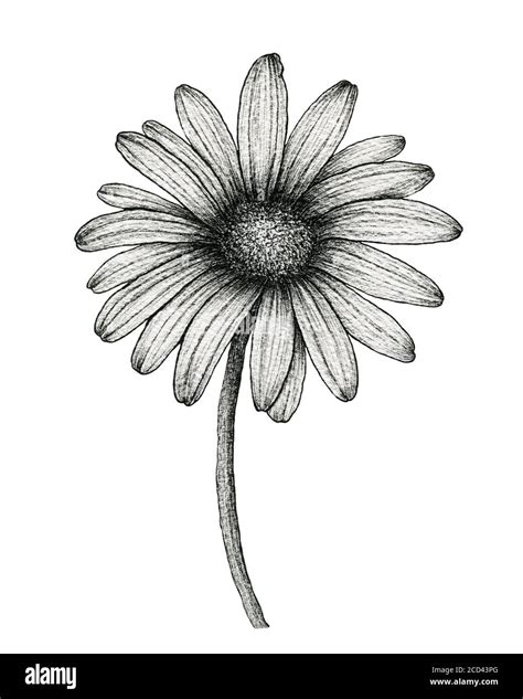 Dibujo De Tinta De Una Flor De Margarita Aislada En Blanco Negro Y