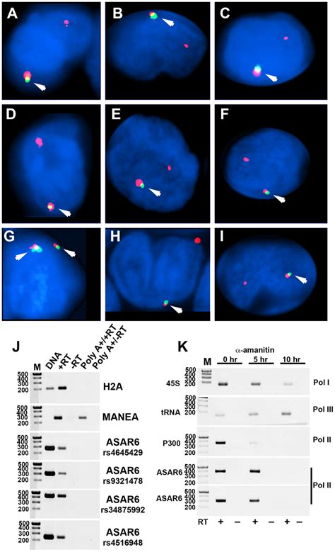 Mono Allelic Expression Of ASAR6 In Human PBLs AI RNA DNA FISH For