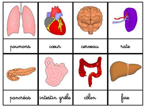 Le Corps Humain Les Organes Organes Corps Humain Organes Du Corps