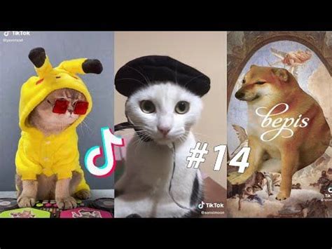LOS MEJORES TIK TOKS DE GATOS Y PERROS 14 Recopilación de Tik Toks