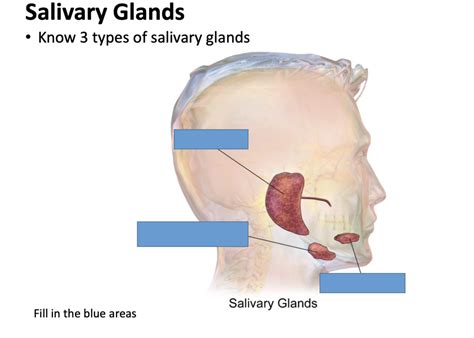 Salivary Glands Diagram Quizlet