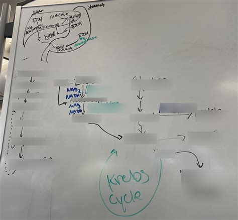 Alcohol Metabolism Diagram Quizlet