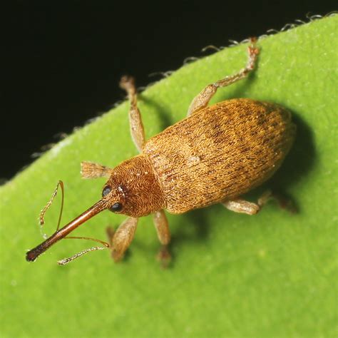Réf 307371 INSECTA Coleoptera Curculionidae Dorytomus sp