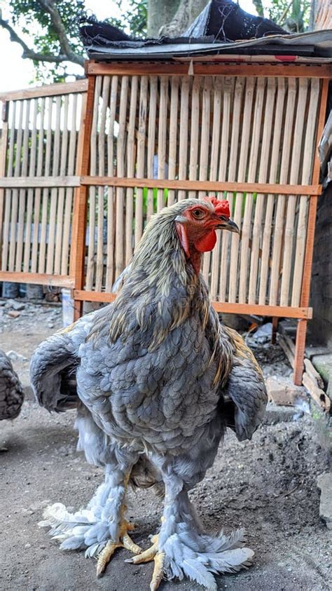 Blue Brahma Chicken Farm Rooster Stock Photo Image Of Blue Chicken