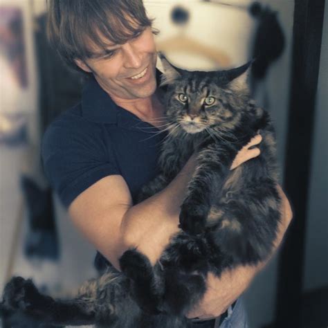 Las Razas Como Es La Raza De Gato Maine Coon Maine Coon