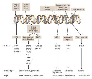 The DNA Damage Response And Cancer Therapy Nature