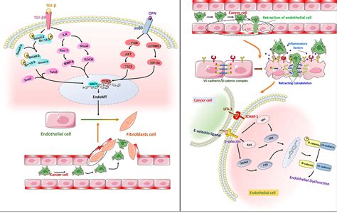 Frontiers A New Antitumor Direction Tumor Specific Endothelial Cells