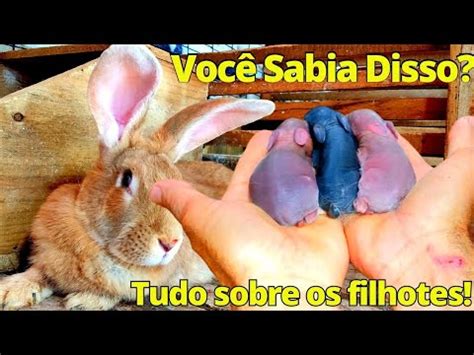 Cuidados Extras Filhotes De Coelhos Gigantes YouTube
