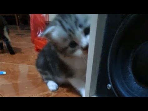 Kucingku Lucu Lucu Youtube