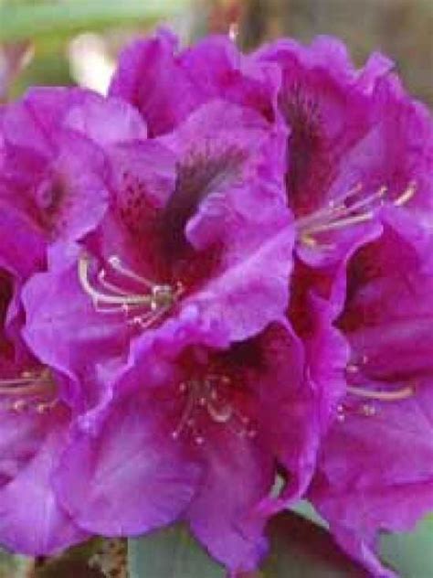 Rhododendron Hybride Purple Splendor Rhododendron Hybride Purple