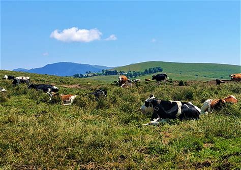Banca Nazionale Delle Terre Agricole Ismea Confagricoltura Veneto