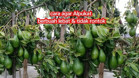 Cara Pemupukan Alpukat Agar Cepat Berbuah Sinautani