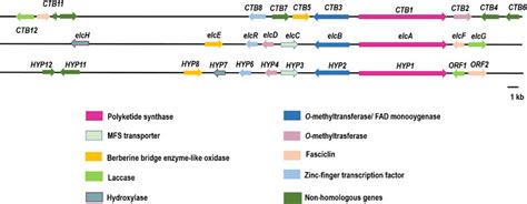 The Biosynthetic Gene Clusters Of Cercosporin Ctb Elsinochrome A
