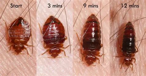 Can You See Bed Bugs With The Naked Eye Pestwhisperer