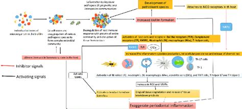 P Gingivalis Modulates The Host Immune Response By Facilitating The