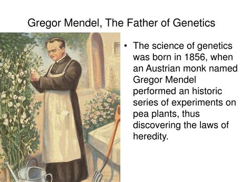 Ppt Aim Why Did Gregor Mendels Experiments With Pea Plants Lead To
