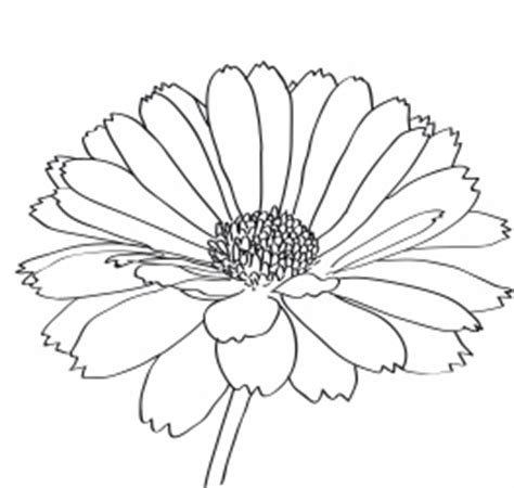 Heilkräuter Hausapotheke Ringelblume