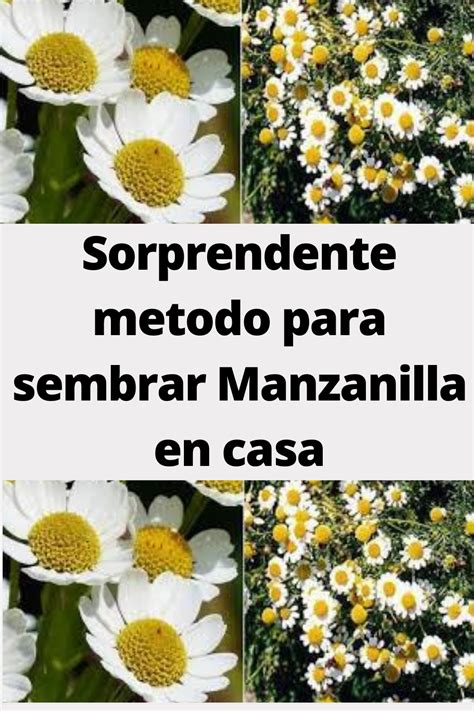 Sorprendente Metodo Para Sembrar Manzanilla En Casa Cosas Del Jardin