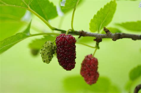 Fotos gratis árbol naturaleza rama Fruta baya hoja flor comida