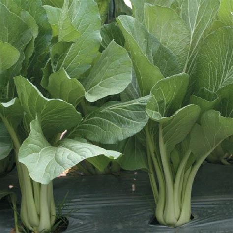 Jual Benih Sawi Caisim TOSAKAN 100 Gram Biji Bibit Sayuran Cap Panah