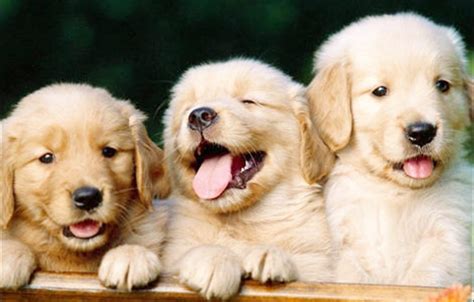 Las mejores razas de perros para niños 970 Universal