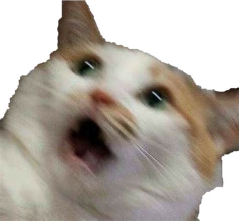 Freetoedit Cat Meme Memecat Selfmade Sticker By Memeart The Best Porn