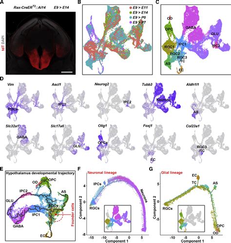 Cascade Diversification Directs Generation Of Neuronal Diversity In The