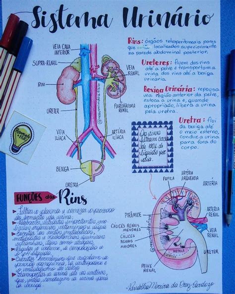 Mapa Mental Sobre Sistema Excretor Study Maps Artofit