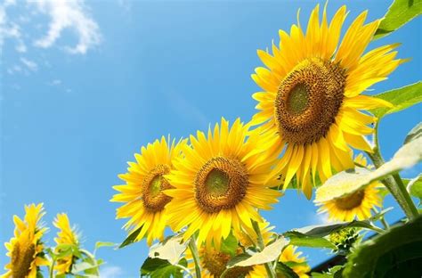 Top 7Các loài hoa tượng trưng cho sự cố gắng vươn lên trong cuộc sống