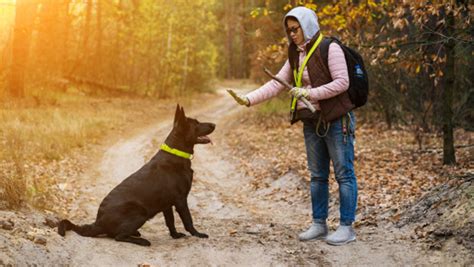 Cómo Entrenar a tu perro Blog PeruPets