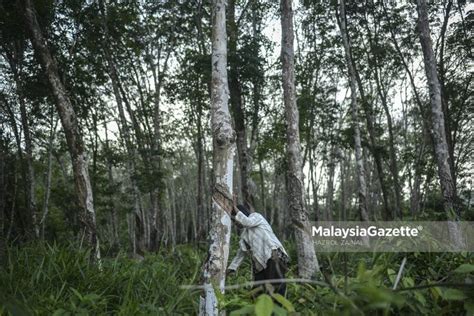 Pekebun Kecil Terima Bayaran IPG Mulai Julai Ini