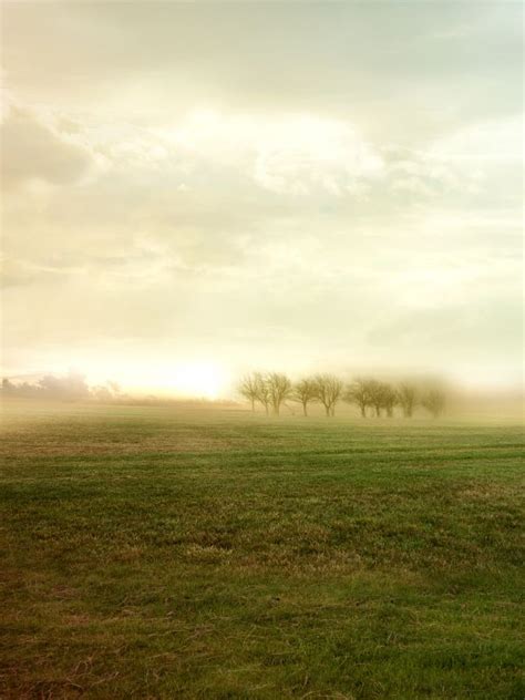 Free Images Landscape Tree Nature Forest Horizon Light Cloud