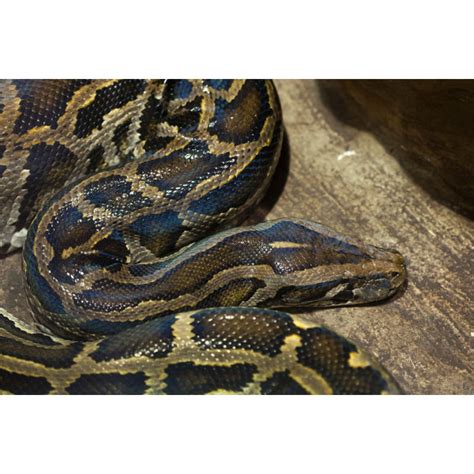Ebern Designs Close Up Of Burmese Python On Canvas By Wrangel Print