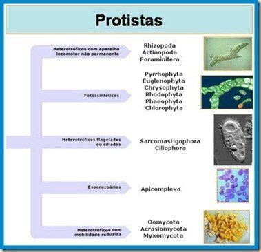 Mapa Conceptual Del Reino Protista Top Mapas