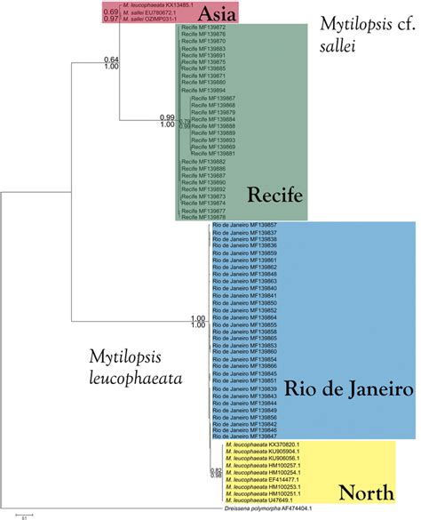 consensus tree of maximum likelihood ml and bayesian inference download scientific diagram