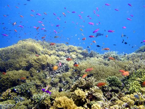 Bunaken Wallpapers Wallpaper Cave