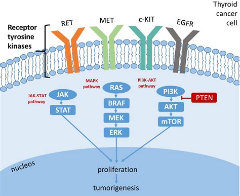 Frontiers Target Therapy In Thyroid Cancer Current Challenge In