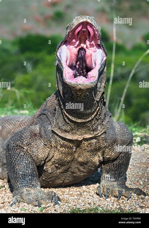 The Open Mouth Of The Komodo Dragon Close Up Portrait Front View