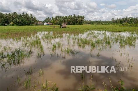 Ribuan Hektare Sawah Di Karawang Dilaporkan Tergenang Banjir Rejabar