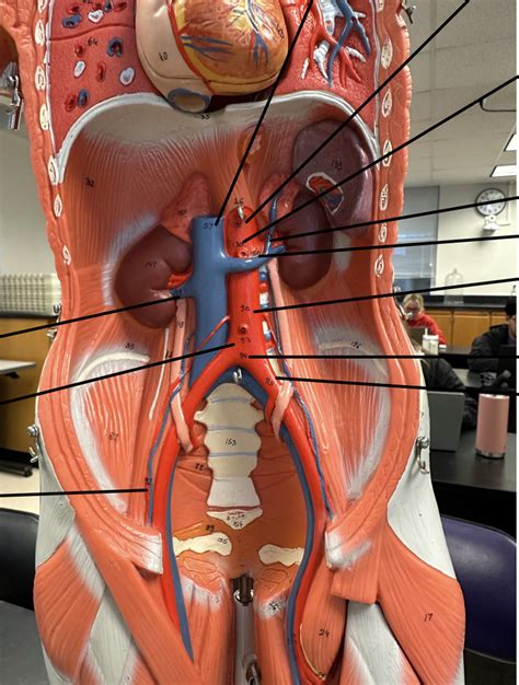 Blood Vessels Of Abdomen Diagram Quizlet