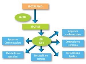 Deficit Primario Di GH Insensibilita All Ormone Della Crescita