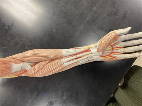 Lab Anterior Antebrachium Diagram Quizlet