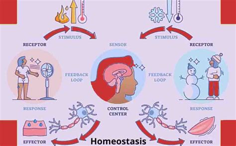 Homeostasis As Biological State With Temperature Regulation Outline