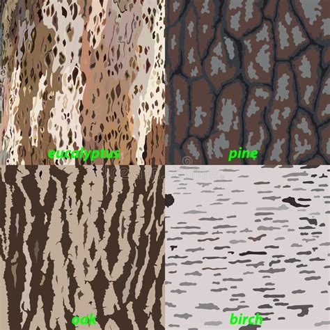 Birch Tree Bark Texture Stock Illustrations Birch Tree Bark