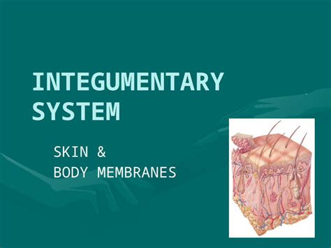 PPTX INTEGUMENTARY SYSTEM SKIN BODY MEMBRANES MEMBRANES An