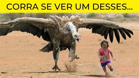 P Ssaros Mais Perigosos Do Mundo Youtube