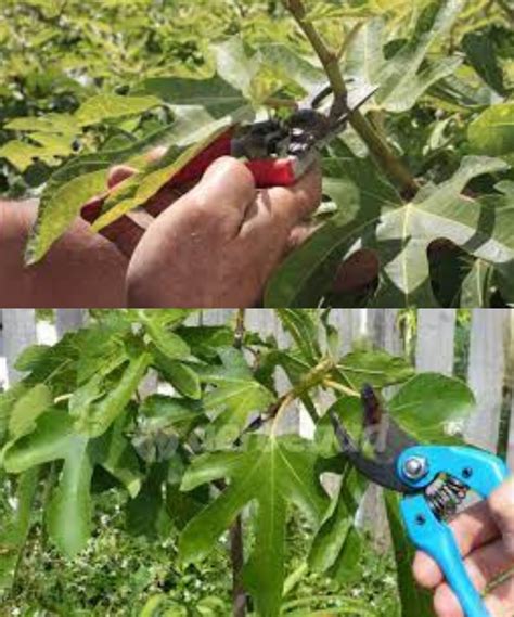 Gu A Completa Para Podar Un Higuera Mant N Tu Rbol Sano Y Productivo